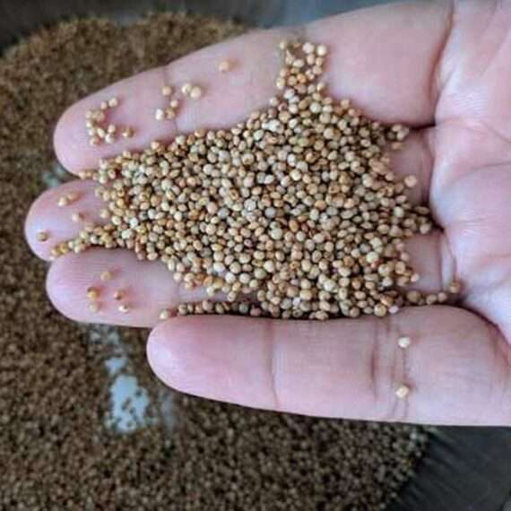 Buy Organic Millet Laddus Sweets Online Home Made | Sitara Foods